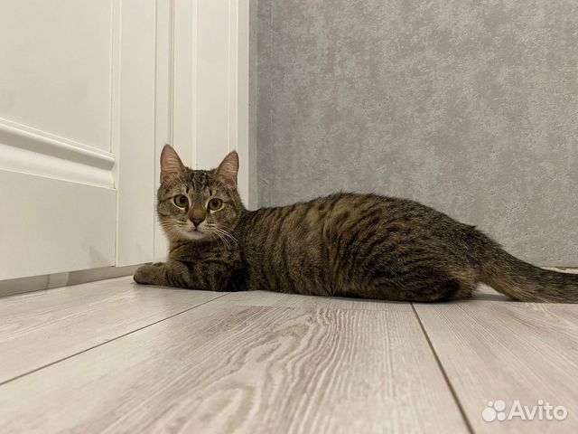 Кот