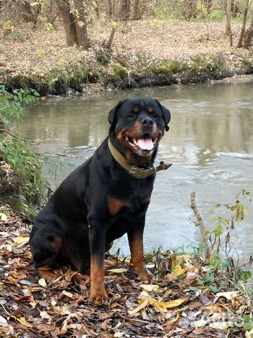 Щенки ротвейлера продажа
