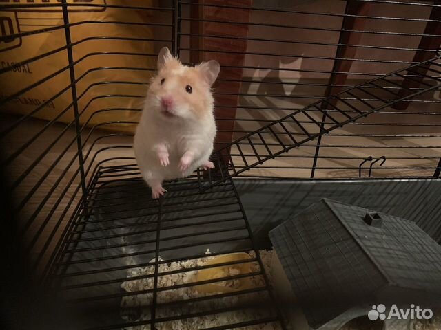Сирийский хомяк с клеткой