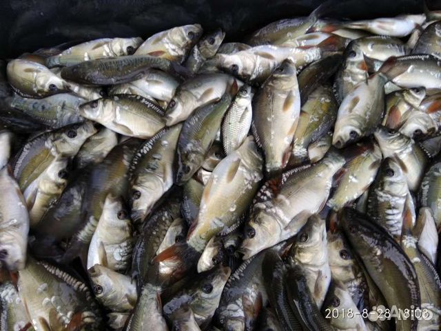 Живая рыба для пруда