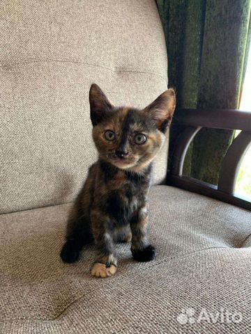 Котенок