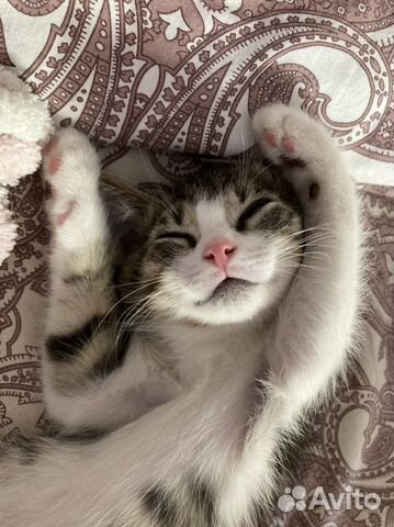 Котенок мальчик бесплатно