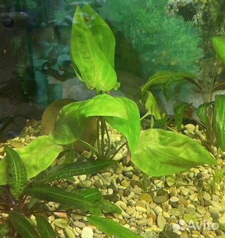 Аквариумные растения