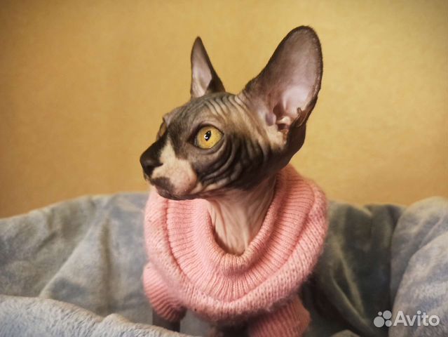 Великолепный котик Канадского Сфинкса