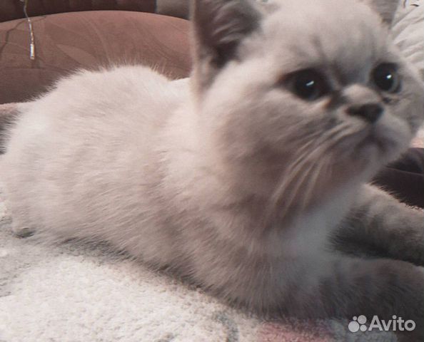 Отдам кошку в добрые руки (В резерве)