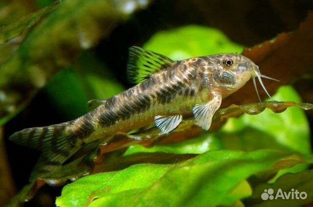 Сом Аспидорас