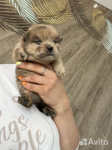 Super mini чау чау