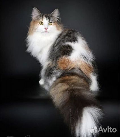 Котята трехцветные 2 мес