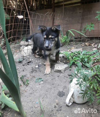 Щенок мальчик Толик