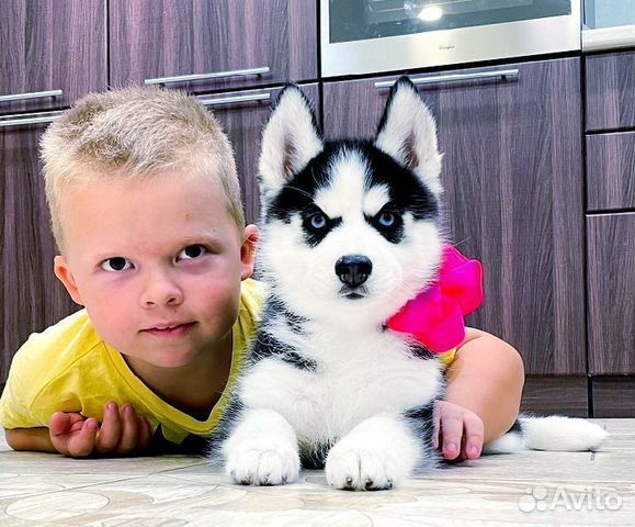 Хаски Шикарные Щеночки для Вас