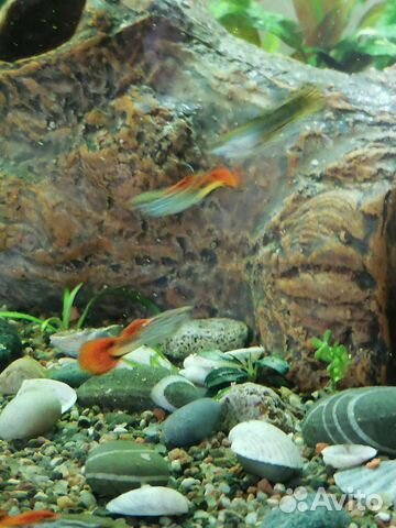 Молодняк гуппи