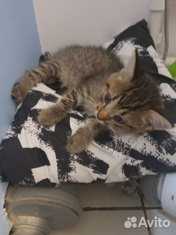 Отдам в добрые руки котёнка