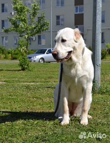 Среднеазиатская овчарка