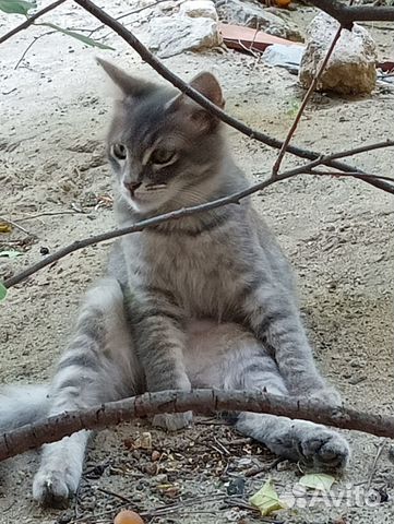 Котенок Васька в добрые руки