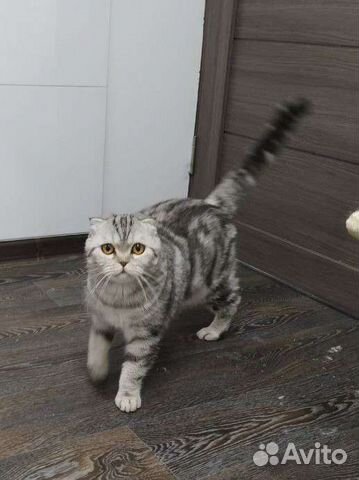 Шотландская мраморная кошка
