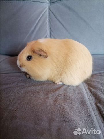 Морская свинка