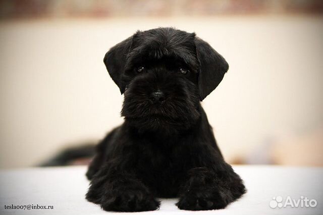 Цвергшнауцер