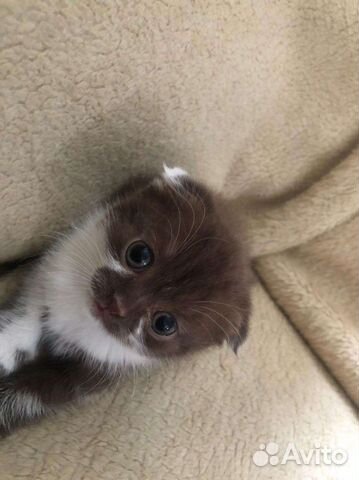 Котенок, очень ласковый, 1 месяц, в добрые руки