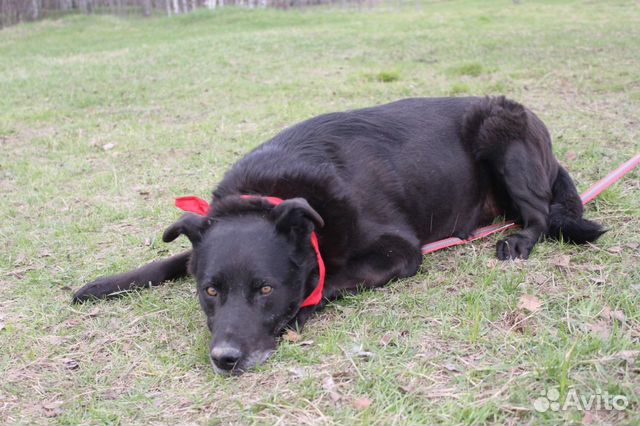 Добряк Кит мечтает уехать домой из приюта