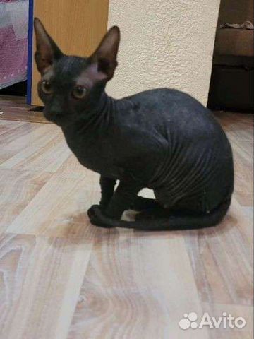Донской сфинкс котята