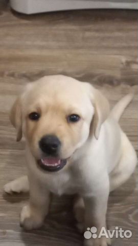 Щенок лабрадора