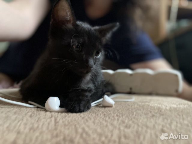 Кошки в добрые руки бесплатно