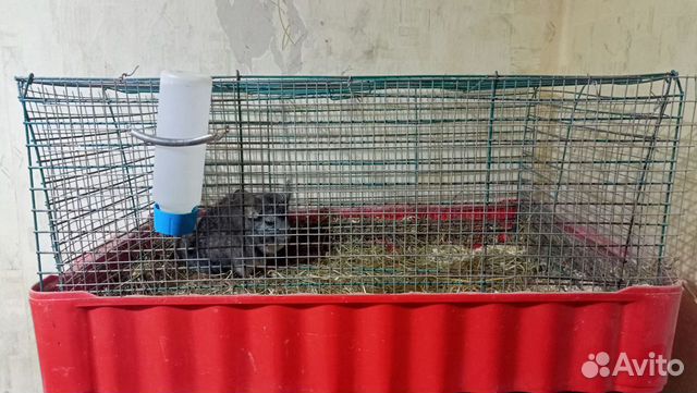 Шиншилла с клеткой