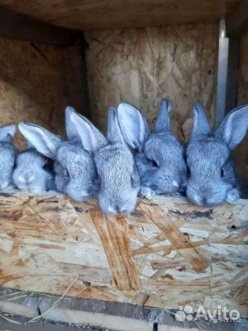 Кролики мясных пород