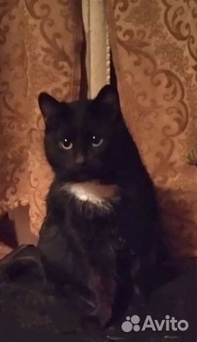 Кот ищет дом и любимых людей