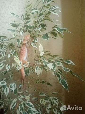 Бородатая агама с террариумом