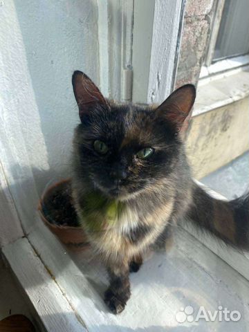 Идеальная кошечка Шанечка