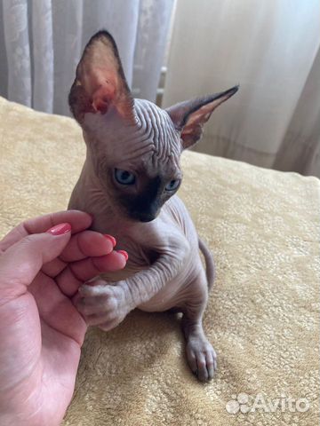 Котята Канадского сфинкса