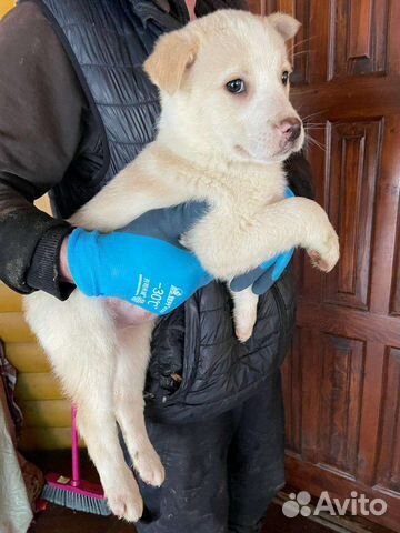 Щенок в дар