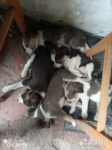 Отдам в добрые руки щенят