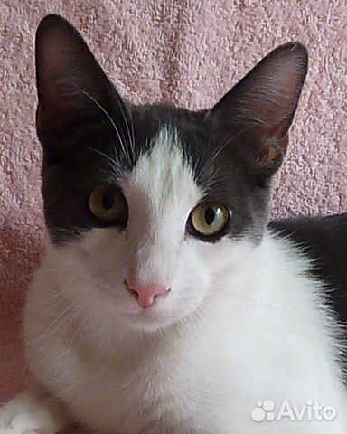 Кот-армянин