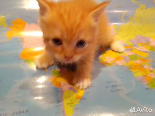 Котенок сибирский