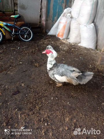 Селезень индоутки