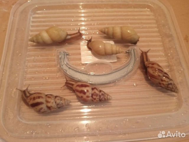 Улитка лимиколярии