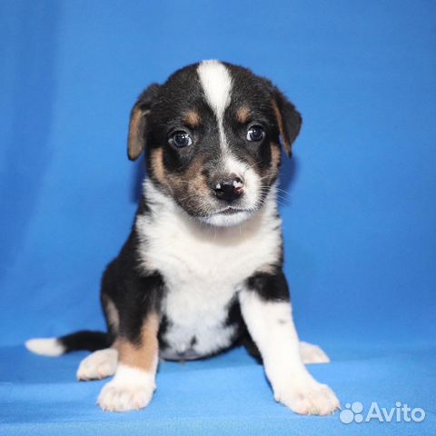 Щенок в добрые руки бесплатно (девочка)