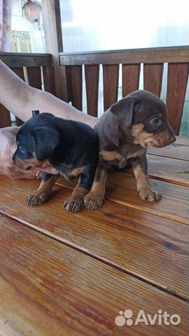 Минидоберман