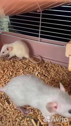 Крыса дамбо