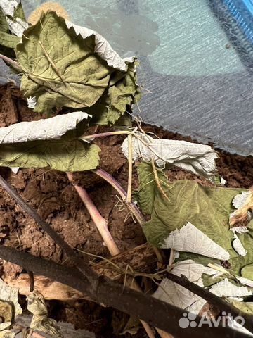 Аннамский палочник малыши