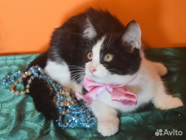 Котенок