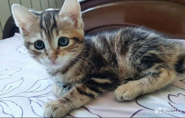Продам котёнка Курильский бобтейл