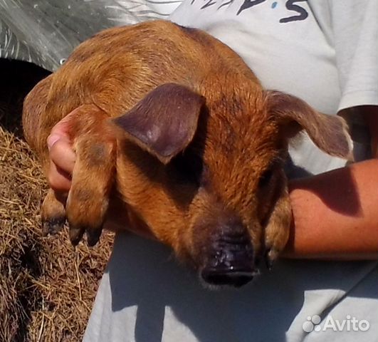 Поросята гибриды Дюрок+Мангалица