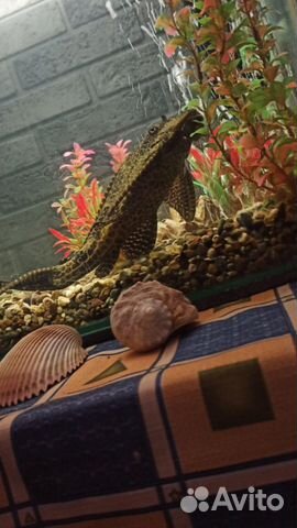 Сом порчатый