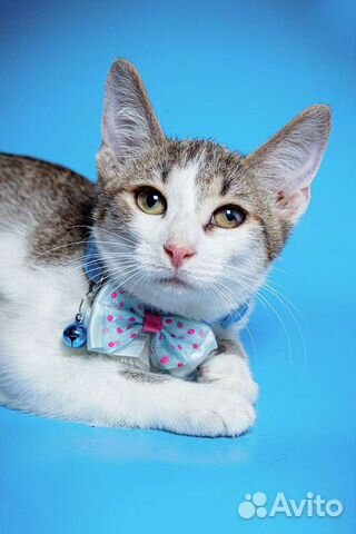 Котенок Марик Мурчалка Тарахтелкин