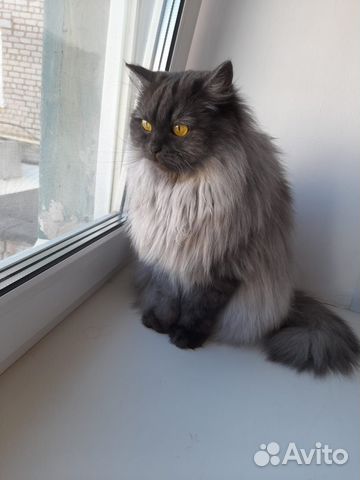 Кошка Маруся