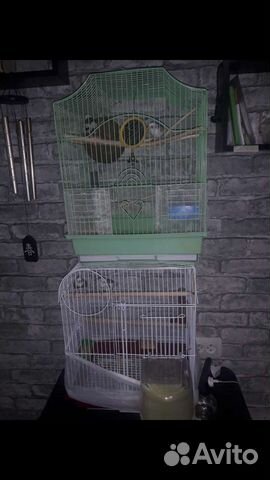 4 зебровых амадина с клетками