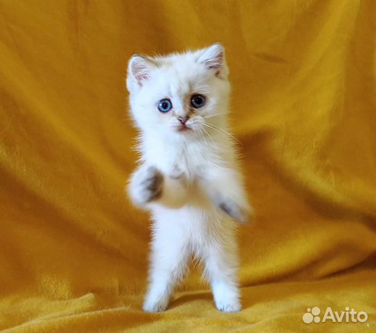 Британская кошка